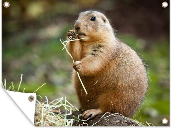 Tuinposter - Tuindoek - Tuinposters buiten - Een Prairiehond kauwend op ...