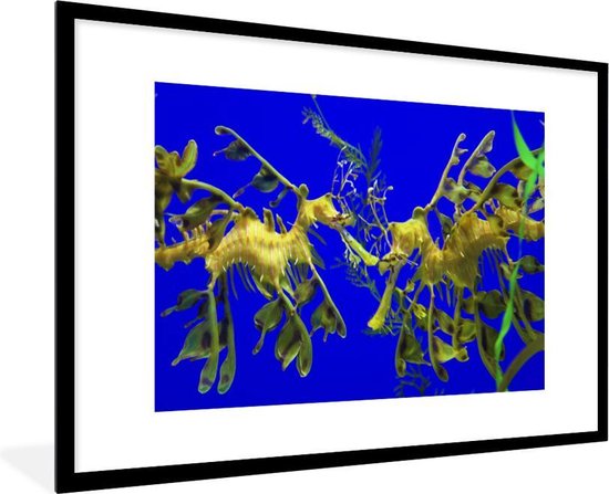 Twee zeedraken in een aquarium | bol.com