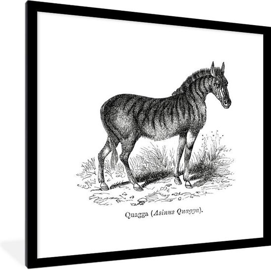Fotolijst incl. Poster - tekening van de Quagga - 40x40 cm ...