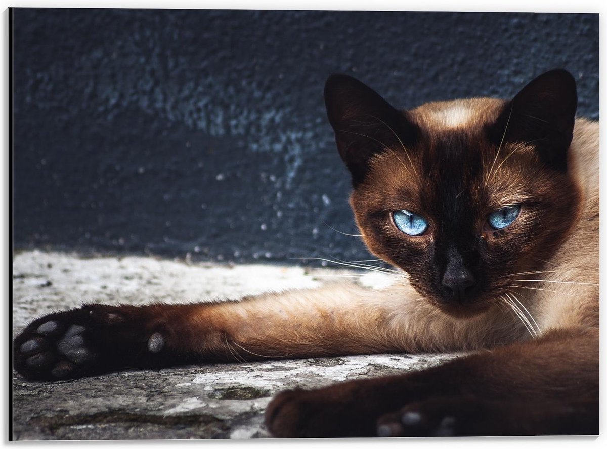 Dibond - Bruine Kat met Blauwe Ogen - 40x30cm Foto op Aluminium (Met ...