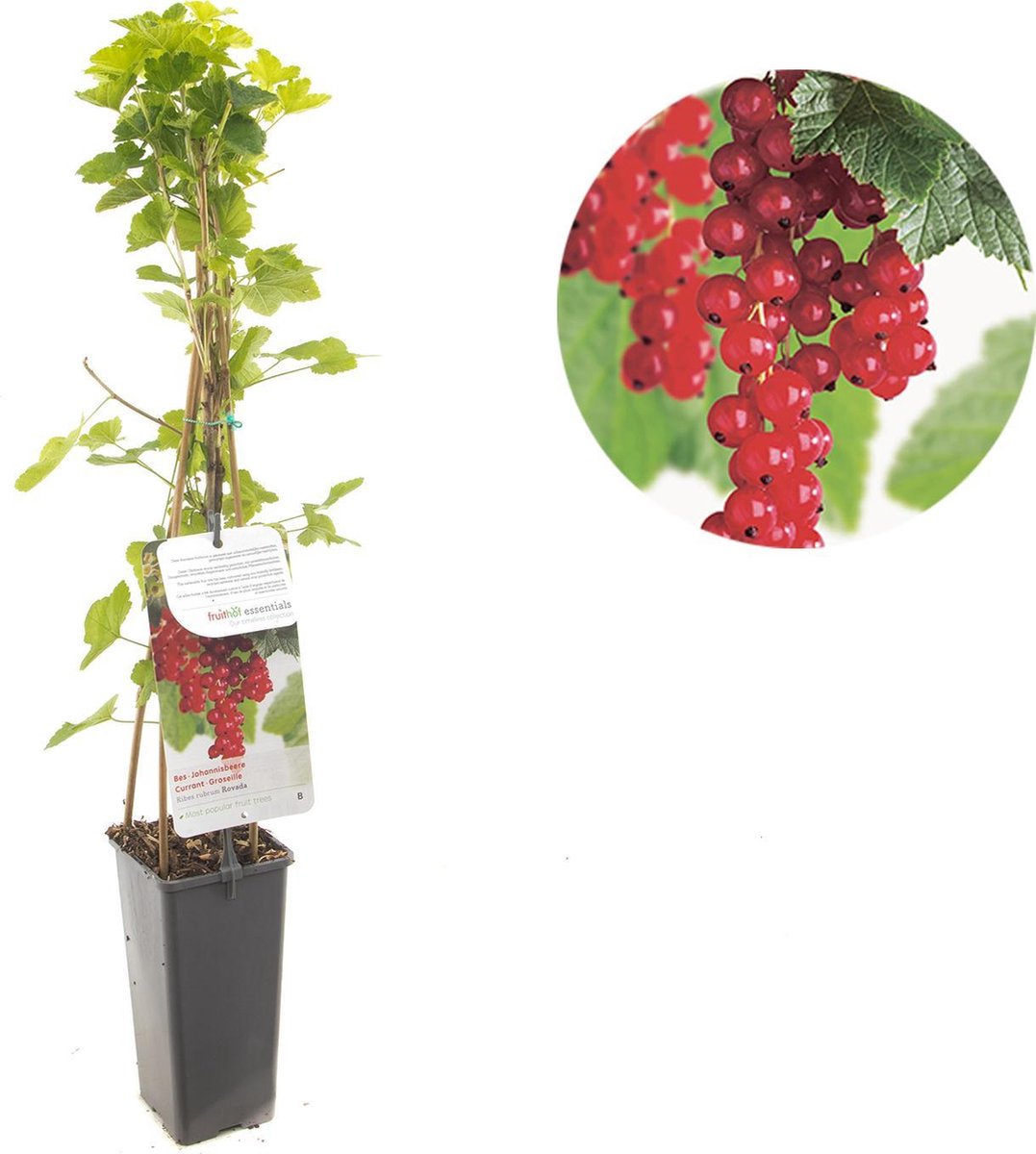 Rode bes - Ribes rubrum Rovada - bessenstruik - kleinfruit ...
