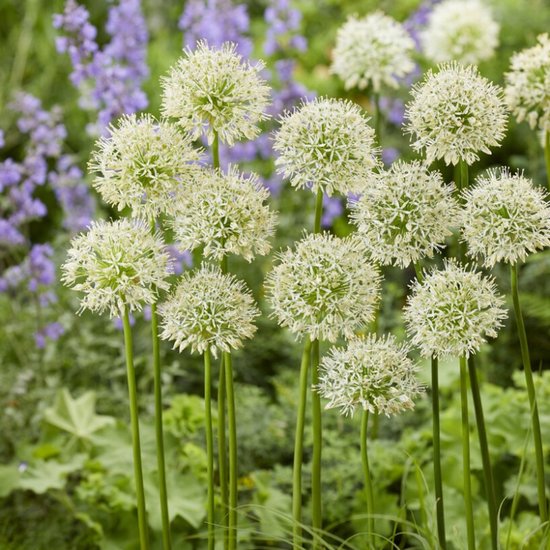 6 x Allium 'Mount Everest' - Sierui In 9x9 pot met hoogte 0-10 cm | bol