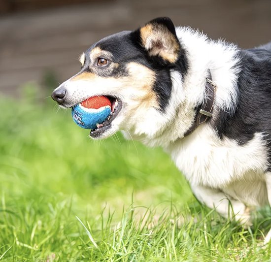 3 stuk - Gigwi Ball - Speelgoed - | hond bal | 5 cm | bol