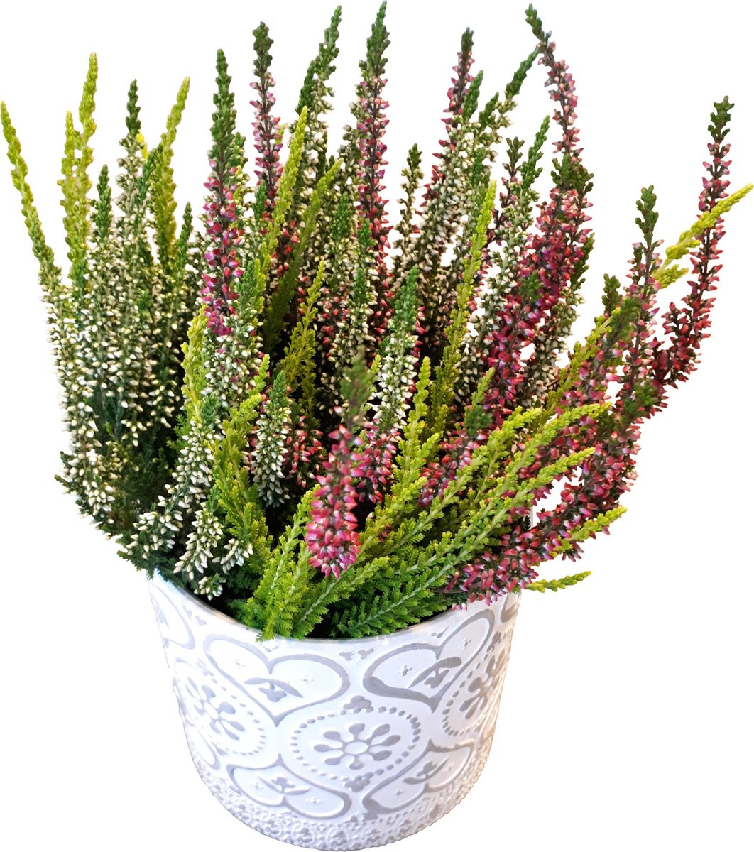 bol.com | 3 Heide plantjes Tricolor Leuk voor in de tuin!