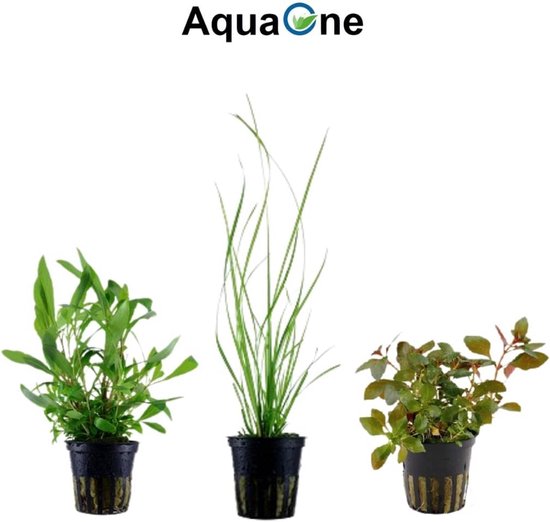 5x Achtergrond Waterplanten Set voor Aquarium: Ludwigia, Bacopa ...