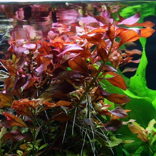 5x Achtergrond Waterplanten Set voor Aquarium: Ludwigia, Bacopa ...