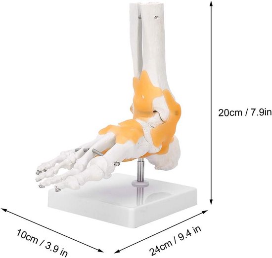 Anatomisch Voet Skelet Model voor Studie en Educatie | bol