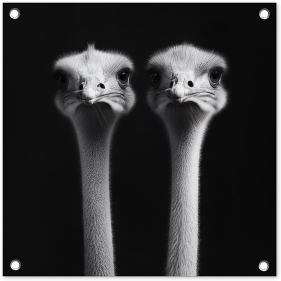 Tuinposter 50x50 cm - Tuindecoratie Struisvogels - Halzen - Zwart ...
