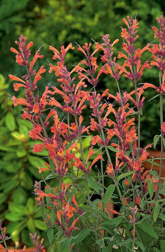 Plantes de jardin - Un ensemble 3 - Agastache 'Firebird' - (0.7L) | bol