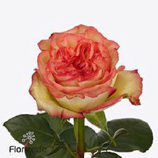 10x Rosa aruba summerhouse 50cm | bol