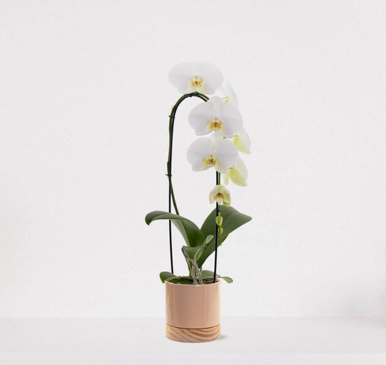 Phalaenopsis Cascade wit in sierpot Emma Wood taupe – bloeiende witte ...