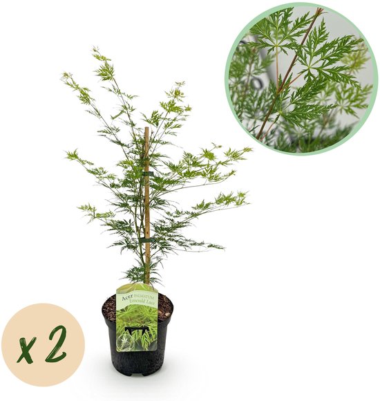 Tuinplantenshop.com | Terrasplant - Japanse Esdoorn - Acer palmatum ...