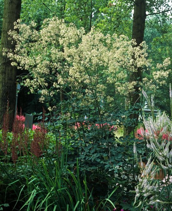 Plants Online - Tuinplanten - Vaste planten - Set van 5 - Thalictrum ...