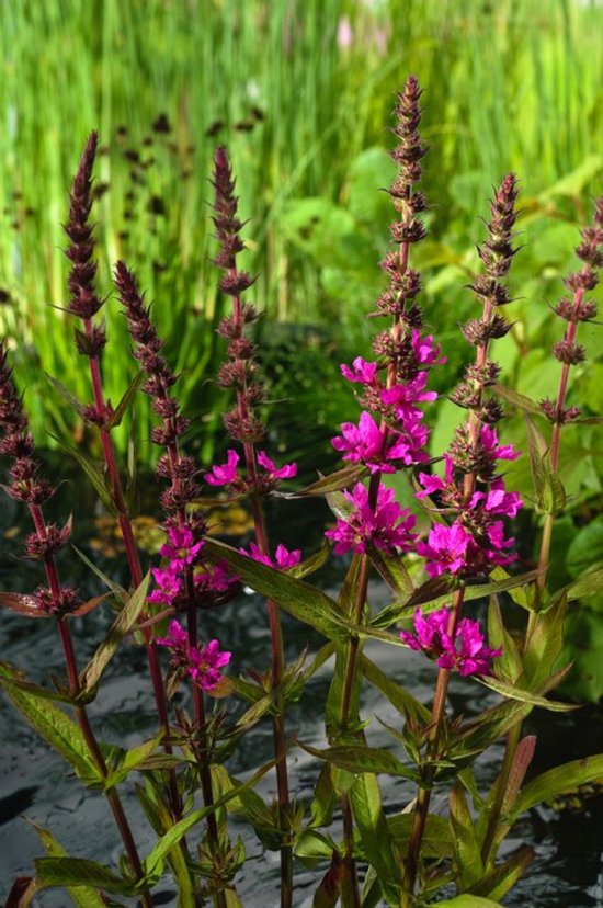 Plants Online - Tuinplanten - Vaste planten - Set van 5 - Lythrum ...
