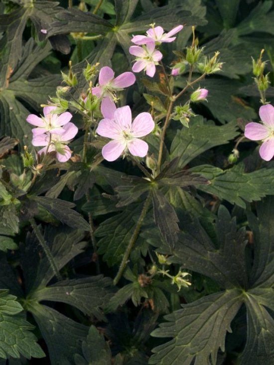 Plantes de jardin - Un ensemble 3 - Geranium maculatum 'Espresso' - (1L ...