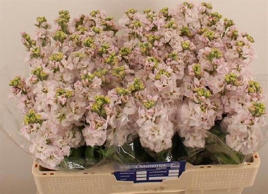 10x Matt.stox silver 60cm | bol