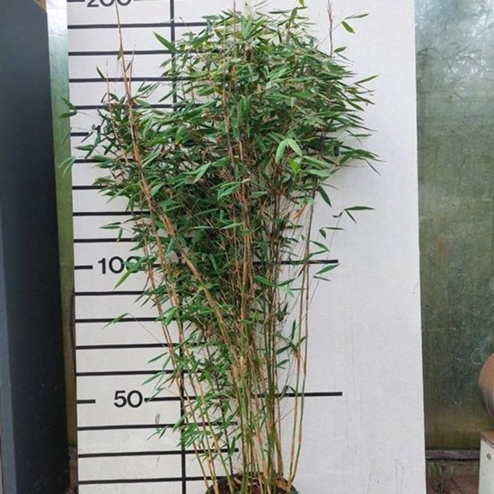 Plants Online BV - Planten - Set van 1 - Fargesia 'Aurora' 100- 125cm ...