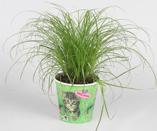 Cyperus Zumula Kattengras 30 cm - 3 Potten Cyperngras | bol