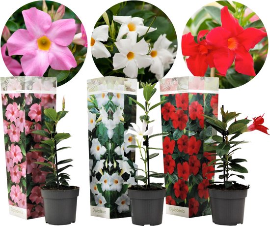 Plant in a Box - Dipladenia sanderii - Mix van 3 Dipladenia - Rio Red ...