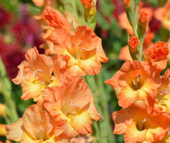Gladiolen - Gladiolus - Ovatie - 100 stuks | bol.com