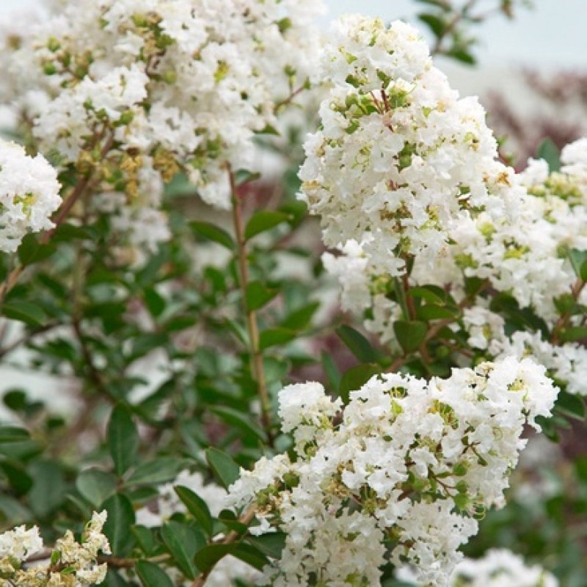 Lagerstroemia Wit - bloeirijke terrasplant 3 Liter +/40 | bol.com