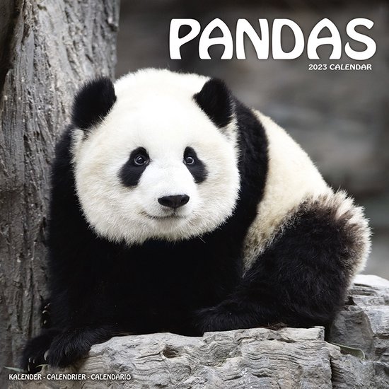 Panda Kalender 2023 | bol.com