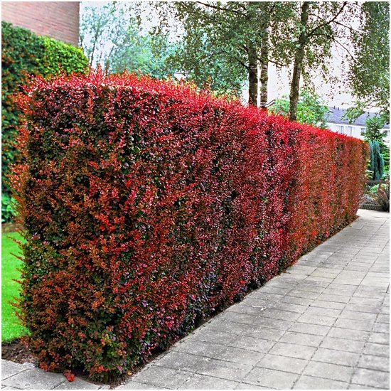Plants by Frank - 1 meter Rode Berberis haag - Berberis Thunbergii ...