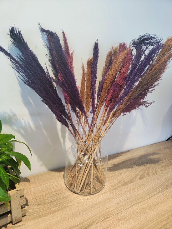Droogbloemen - pampas pluimen, Mix kleuren, Paars Rood en Beige, 60 tot ...