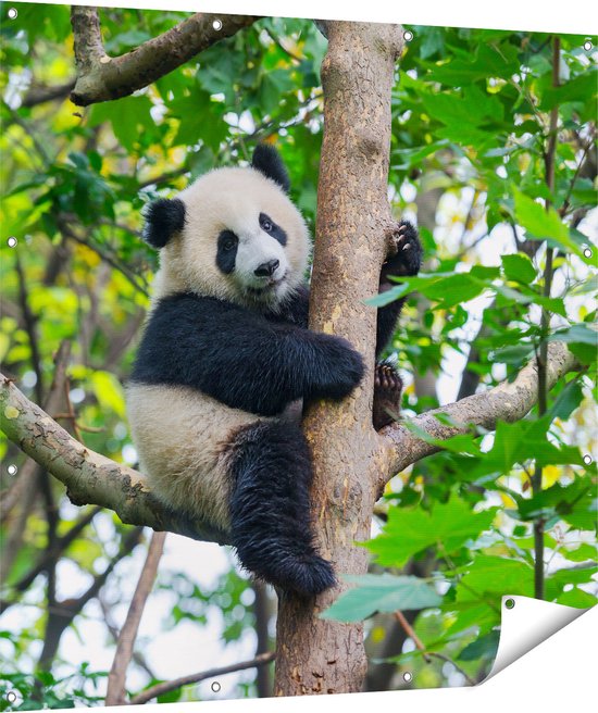 Gards Tuinposter Panda in de Bomen - 120x120 cm - Tuindoek ...