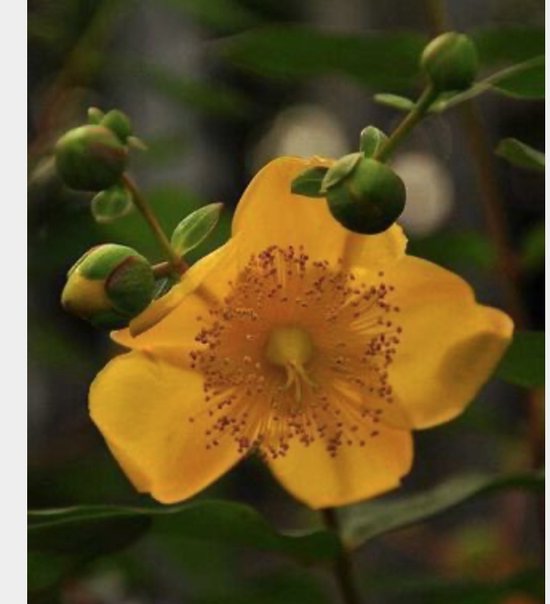 Hypericum moserianum - Herfsthooi, Sint Jankskruid 30 - 40 cm in pot | bol.com