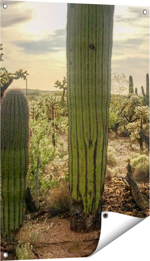 Gards Tuinposter Cactus Planten in het Wild - 60x90 cm - Tuindoek ...
