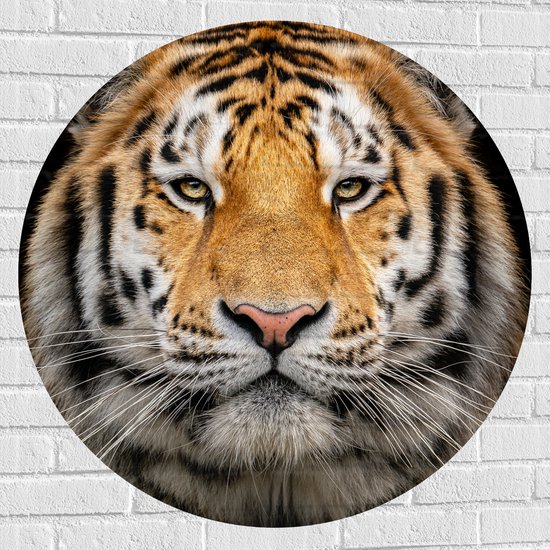 Muursticker Cirkel - Portretfoto van Siberische Tijger tegen Zwarte Achtergrond -... | bol