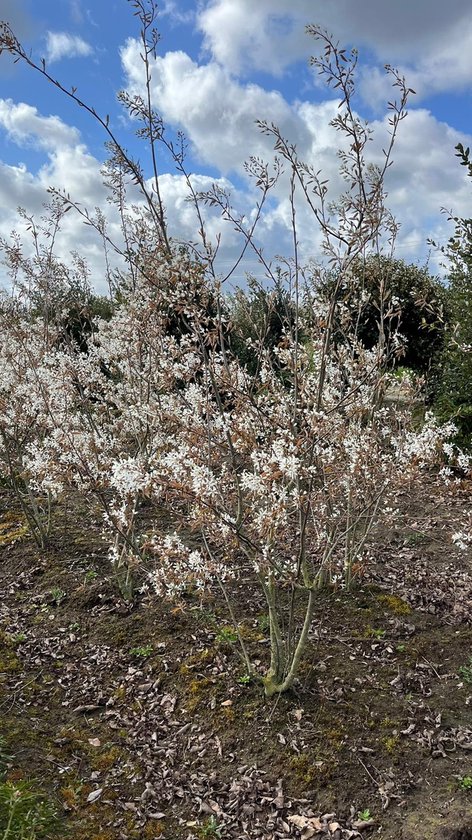 Amelanchier Lamarckii Groseillier Multi-tronc 200-250cm - Multi-tronc ...