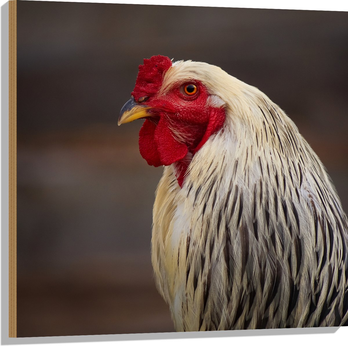 Hout - Opzijkijkende Haan met Rode Lel en Hanenkam - 80x80 cm - 9 mm ...