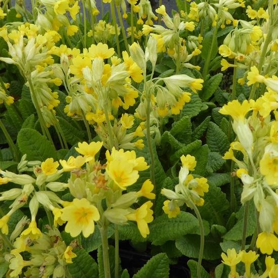 6x Sleutelbloem - Primula veris - Pot 9x9cm | bol