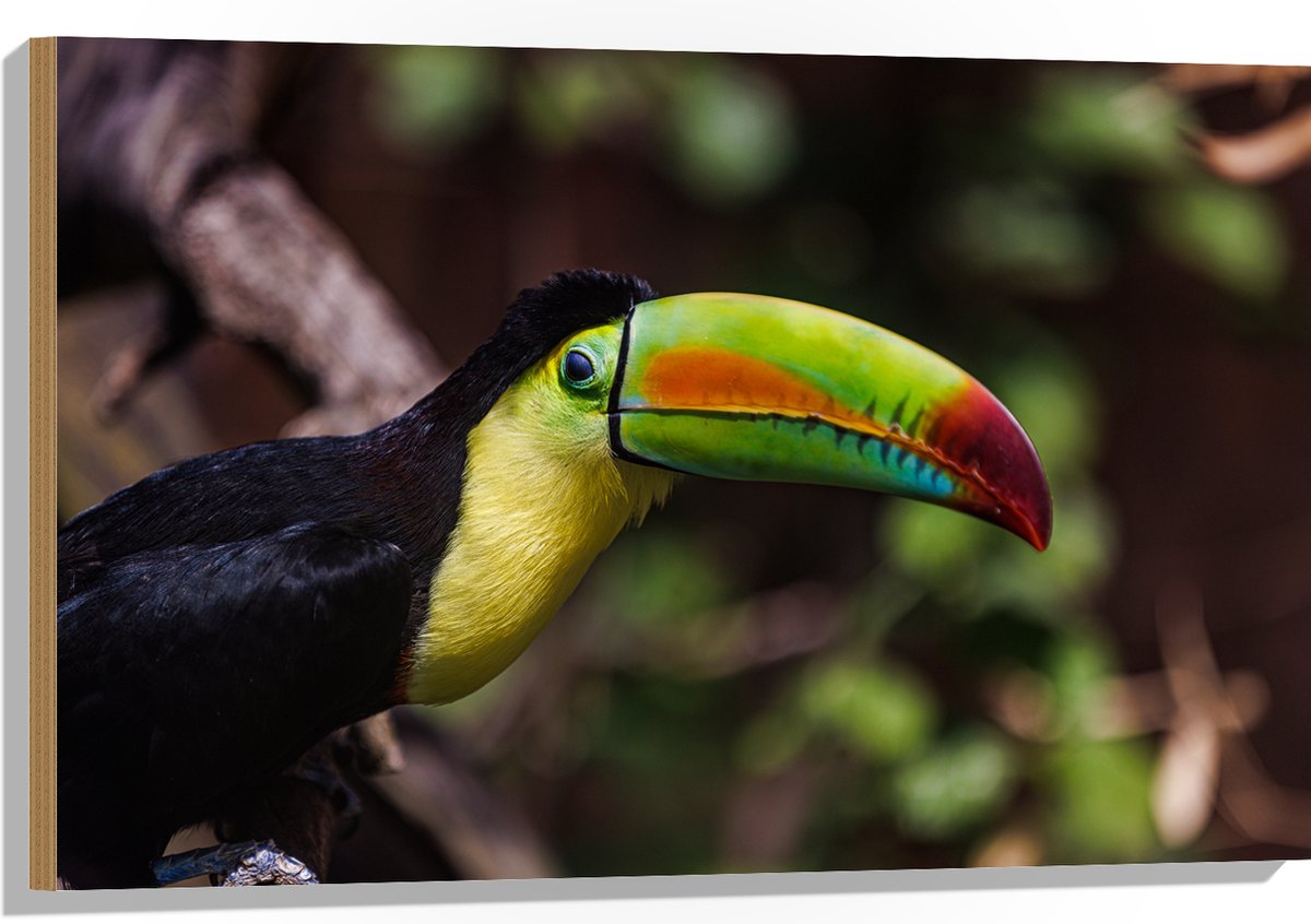 Hout - Opzijkijkende Toekan met Grote Snavel - 90x60 cm - 9 mm dik ...