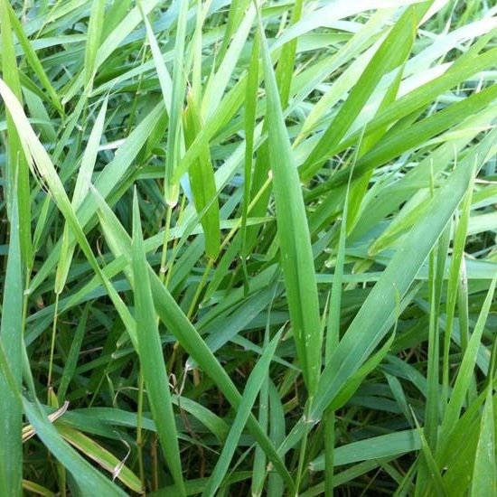 6x Rietgras - Phalaris arundinacea - Pot 9x9cm | bol