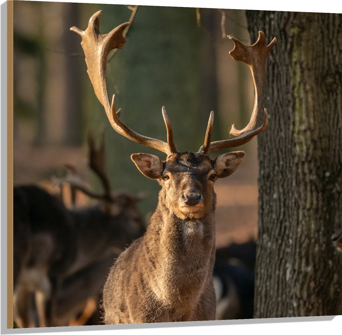 Hout - Aankijkend Hert met Groot Gewei tussen Bomen in het Bos ...