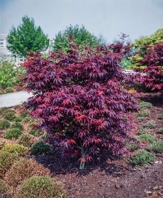 Acer palmatum 'Bloodgood' - 5 liter pot - 40-50 cm | bol