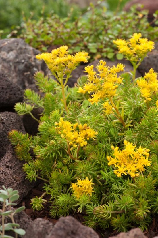Set van 3 | Sedum reflexum 'Angelina' - 0.7 liter pot | bol