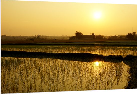 PVC Schuimplaat- Water Vol Waterplanten met Weerspiegeling van Felle ...
