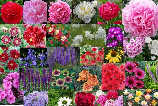 Zomerbloeiende bloembollen, knollen, dahlia's en vaste planten pakket ...