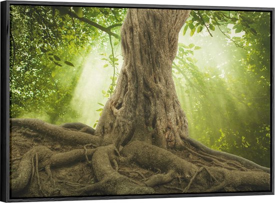 Artaza Canvas Schilderij met Zwarte Baklijst Grote Boom In Het Bos Met Wortels - 60x40... | bol