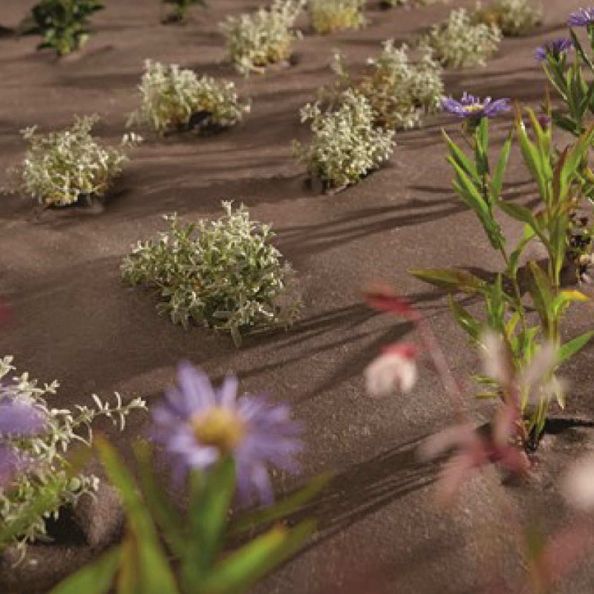 BioCovers biologisch anti-worteldoek 1m breed (per halve meter) | bol.com