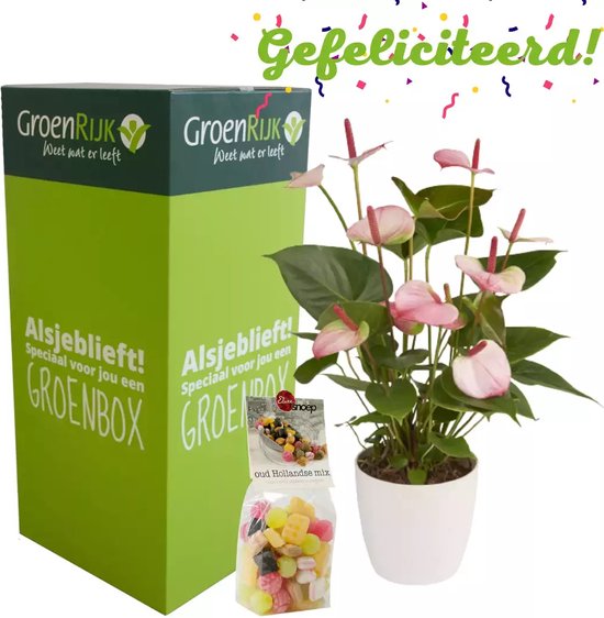 CADEAU BOX KAMERPLANT GEFELICITEERD - LICHTROZE ANTHURIUM | bol