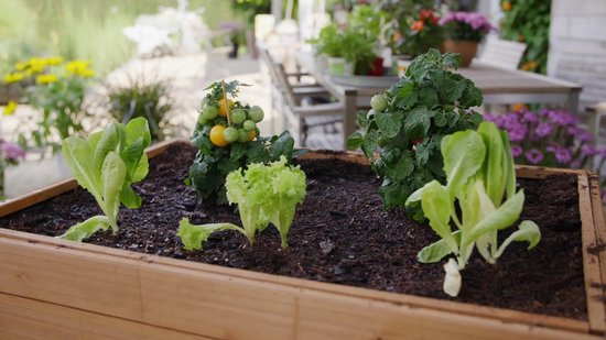COMPO Bio Bodemverbeteraar Moestuin - 100% natuurlijk - turfvrij ...