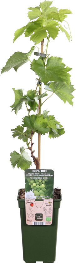 Hello Plants Vitis Vinifera Boskoop Glory Blauwe Druiven ...