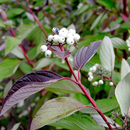 Witte Kornoelje - Cornus alba Kesselringii - Buitenplant - Sierheester ...