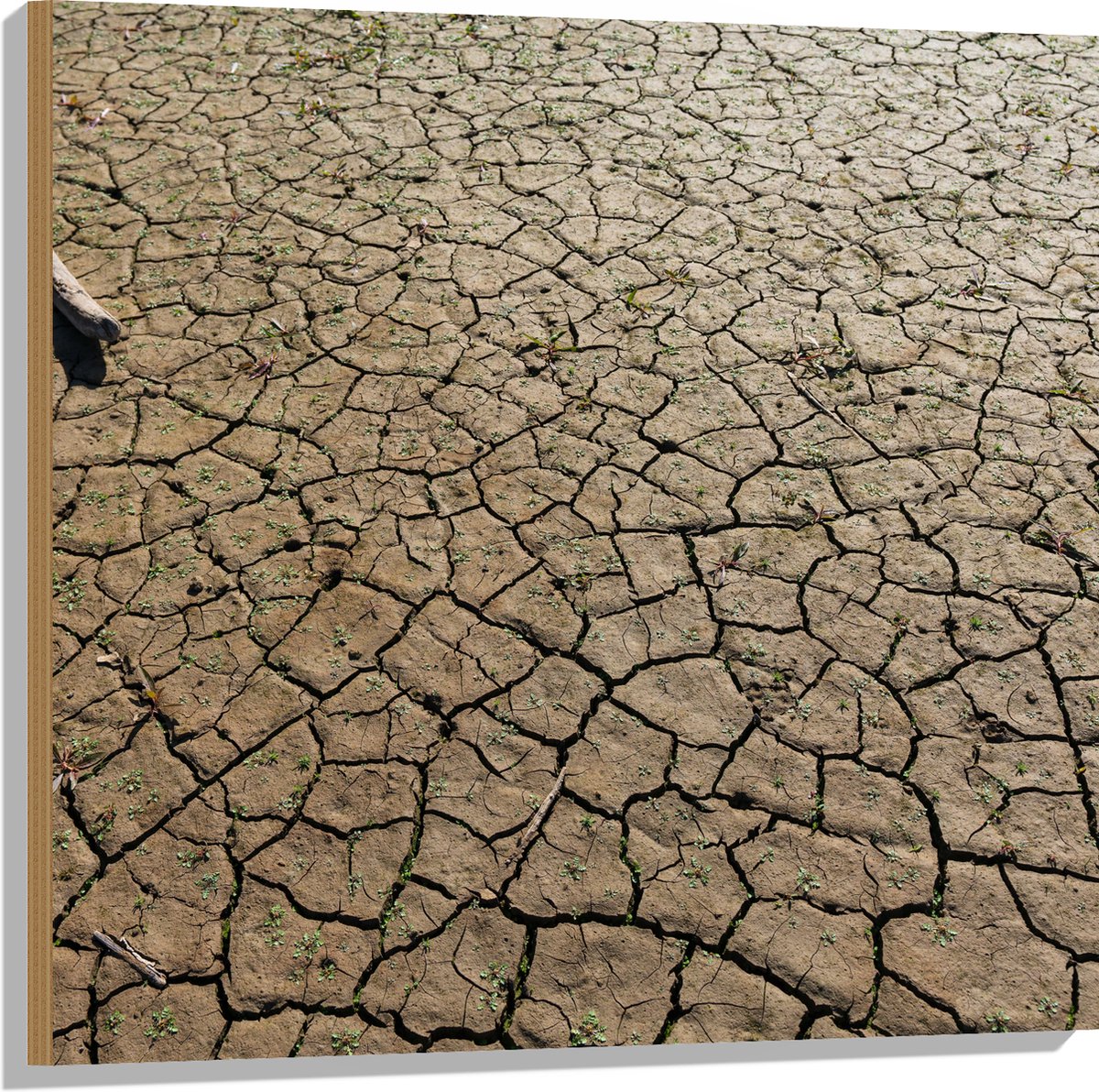 Hout - Gedroogde Zandvlakte met Stok - 80x80 cm - 9 mm dik - Foto op ...