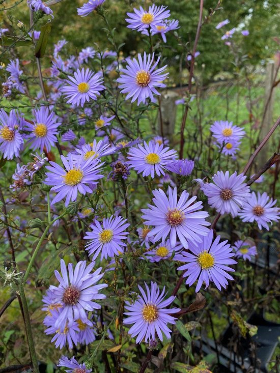6 x Aster laevis 'Calliope' - Gladde Aster - P9 Pot (9 x 9cm) - Dima ...